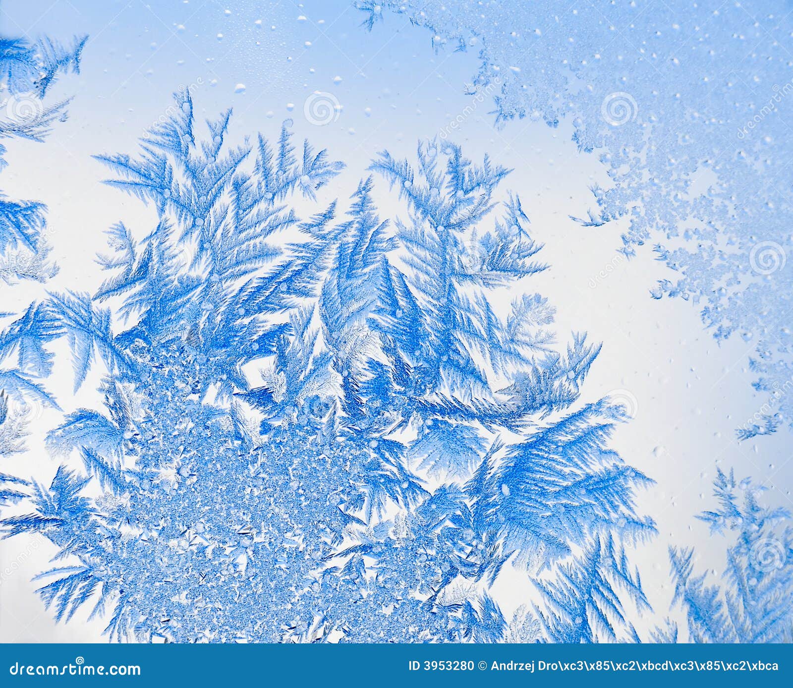 Ice flowers 10 stock photo. Image of flowers, crystal - 3953280