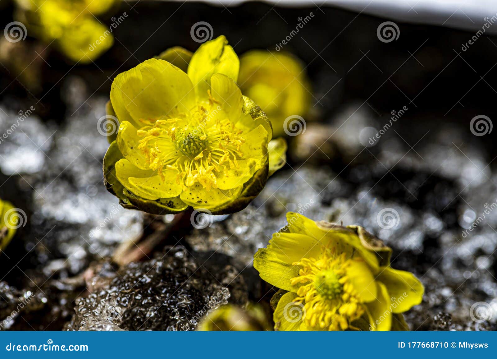 Ice Flowers Blooming in the Snow Stock Photo - Image of flowers ...
