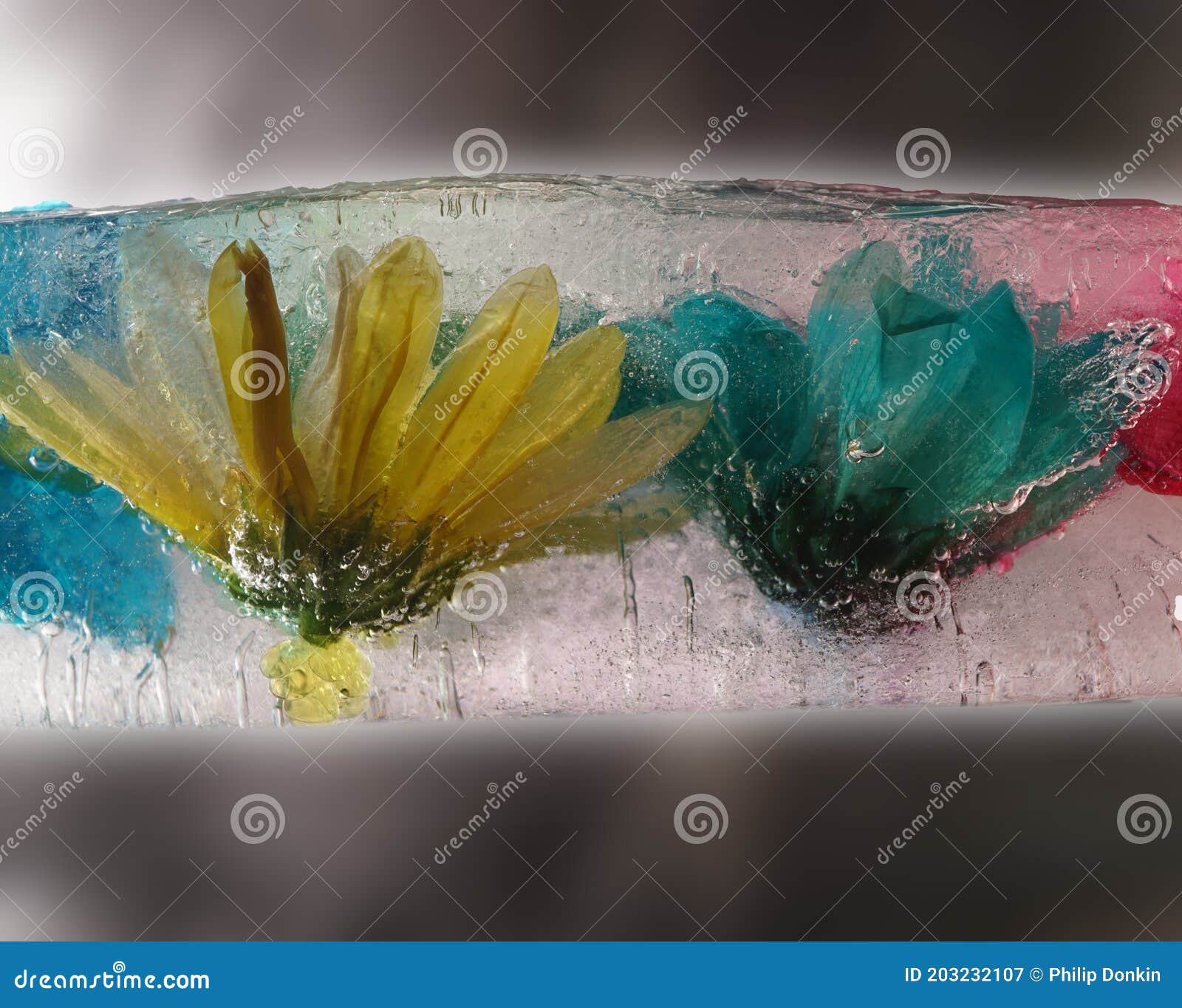 Ice Flowers Frozen Flower Heads Frozen in a Solid Block of Frozen Water ...