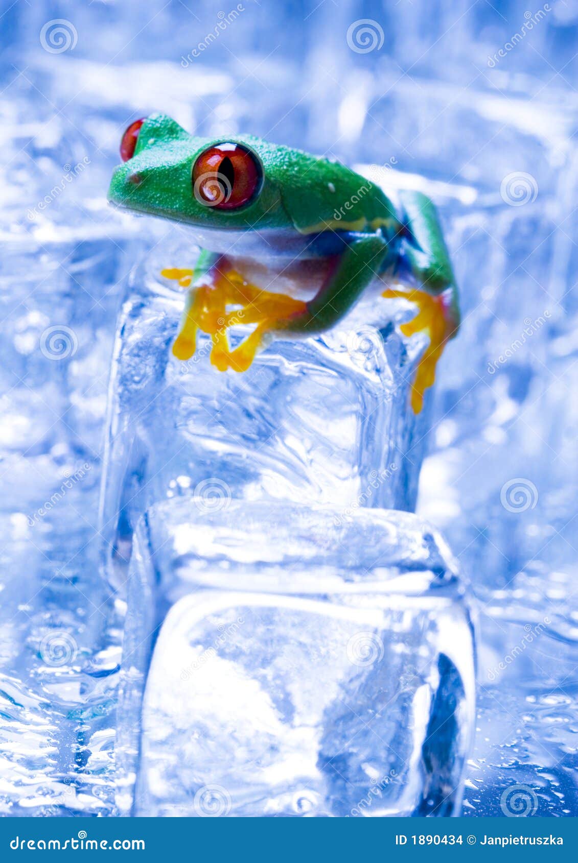 Ice frog stock photo. Image of fauna, damp, cubes, green - 1890434