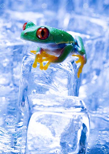 Ice frog stock photo. Image of fauna, damp, cubes, green - 1890434
