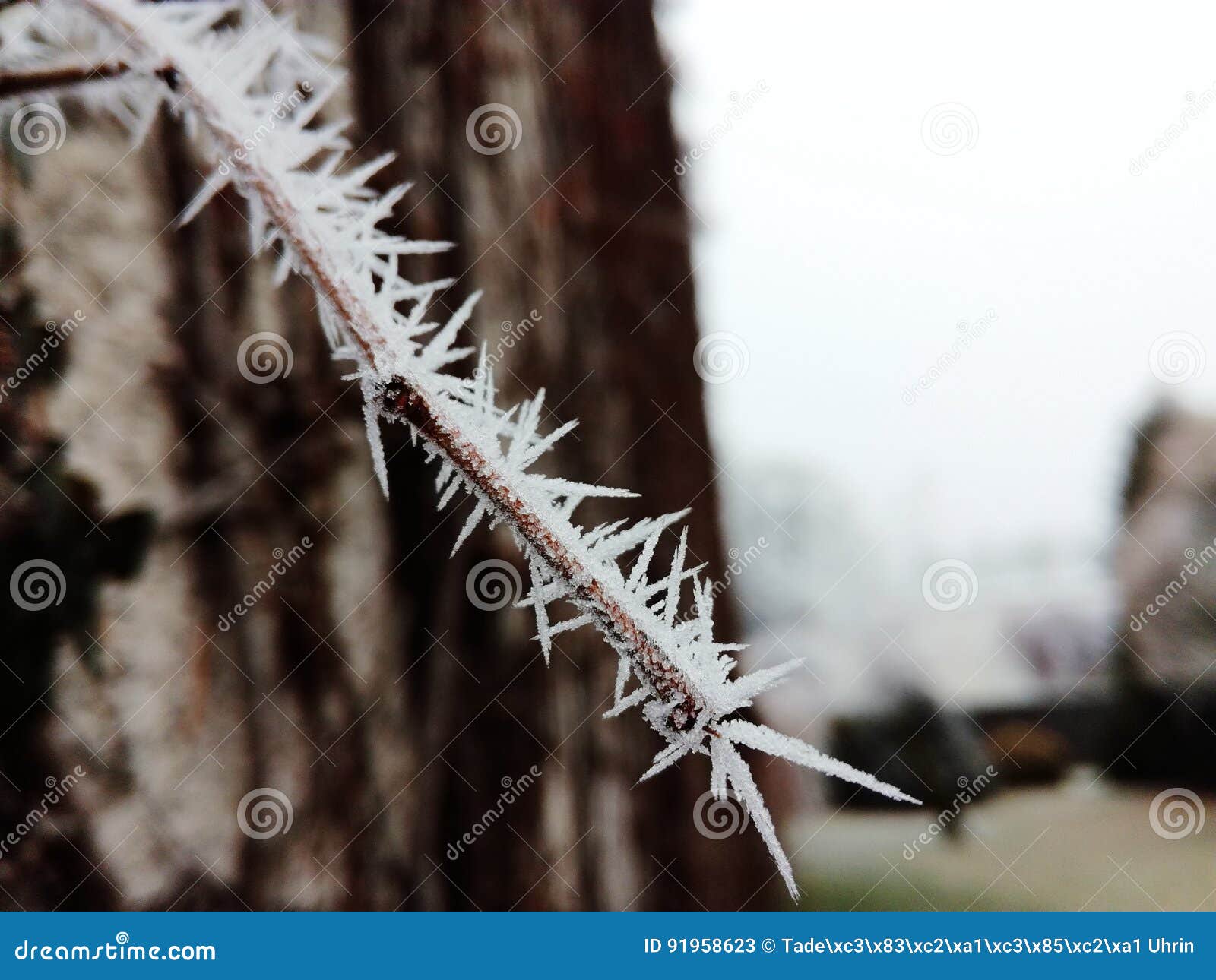 Ice frost on branch stock image. Image of spikes, frost - 91958623
