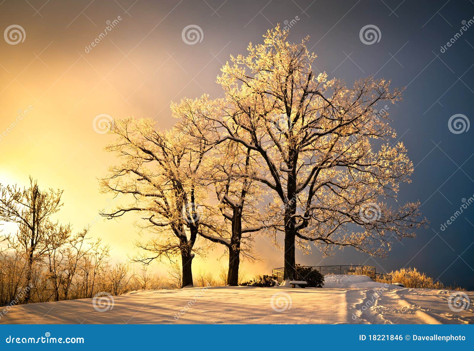 Ice and Frost Covered Oak Tree in Cold Winter Snow Stock Photo - Image ...