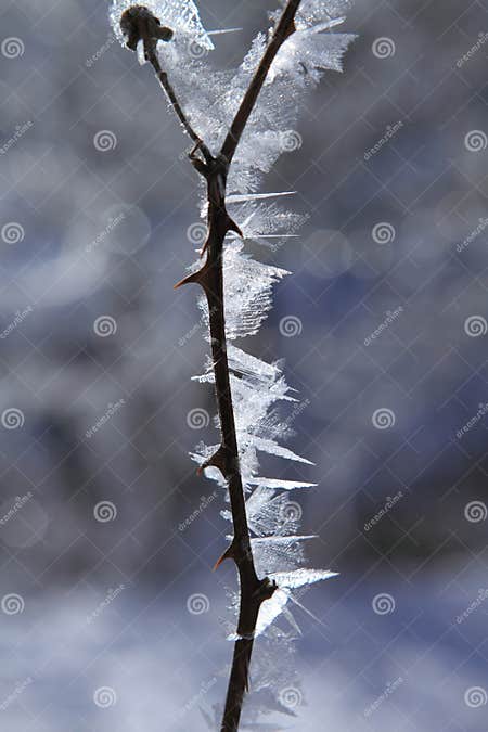 Ice frost in winter stock image. Image of frost, frosty - 18142317