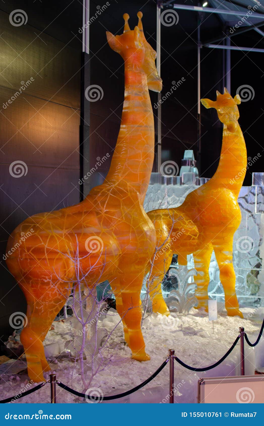 Ice Giraffe Sculptures on Black Background Editorial Photo - Image of ...