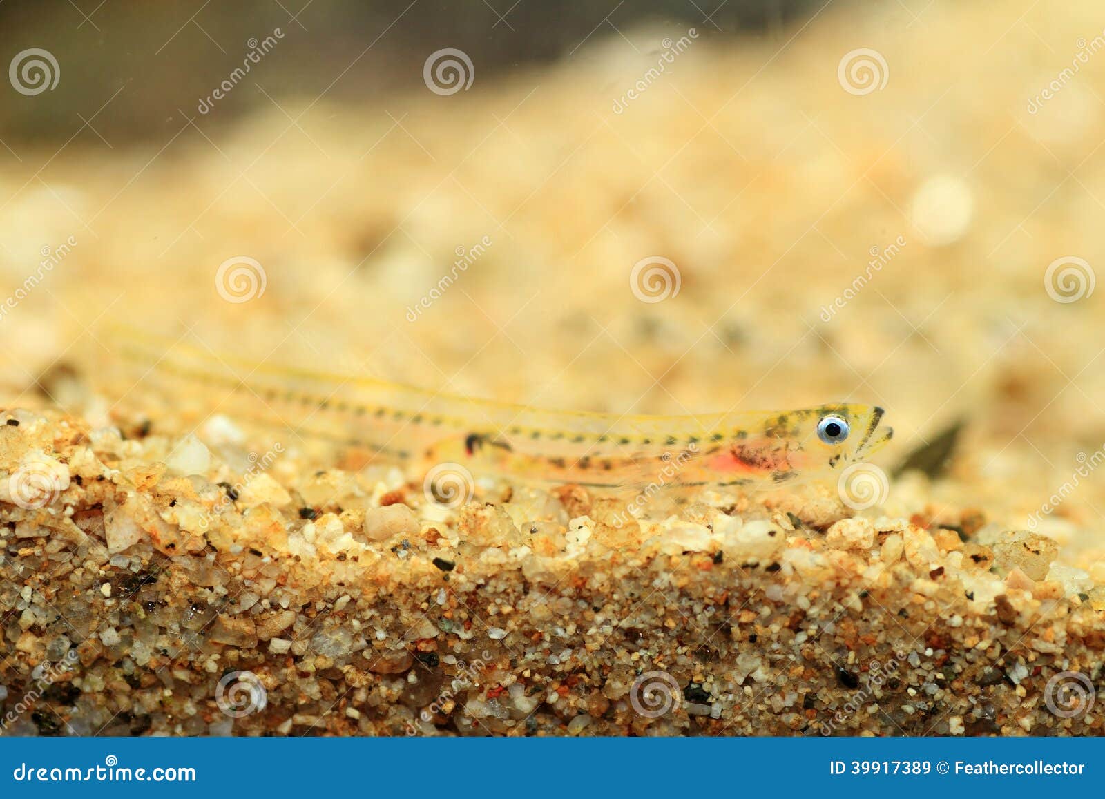 Ice goby stock image. Image of japan, gobioidei, petersii - 39917389
