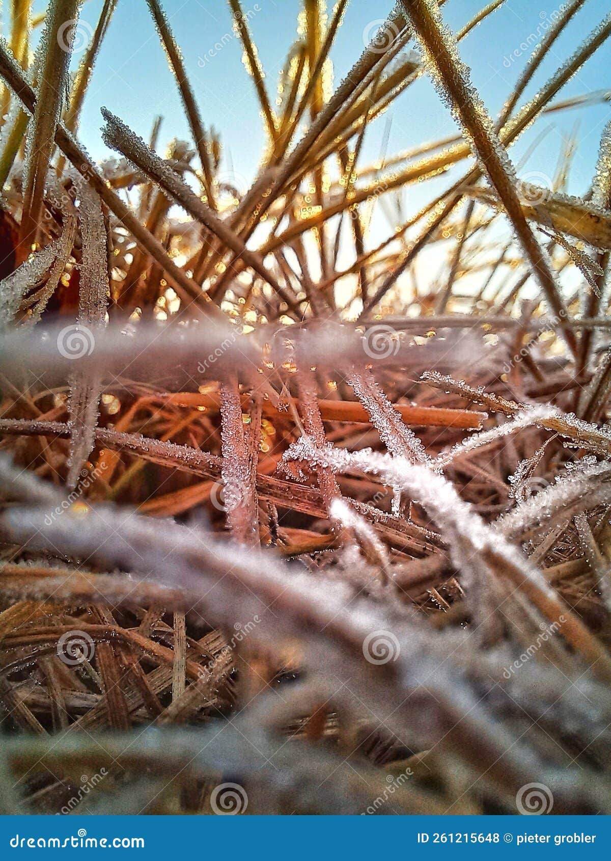 Ice and graas ðŸŒ¾ stock photo. Image of spring, graas - 261215648