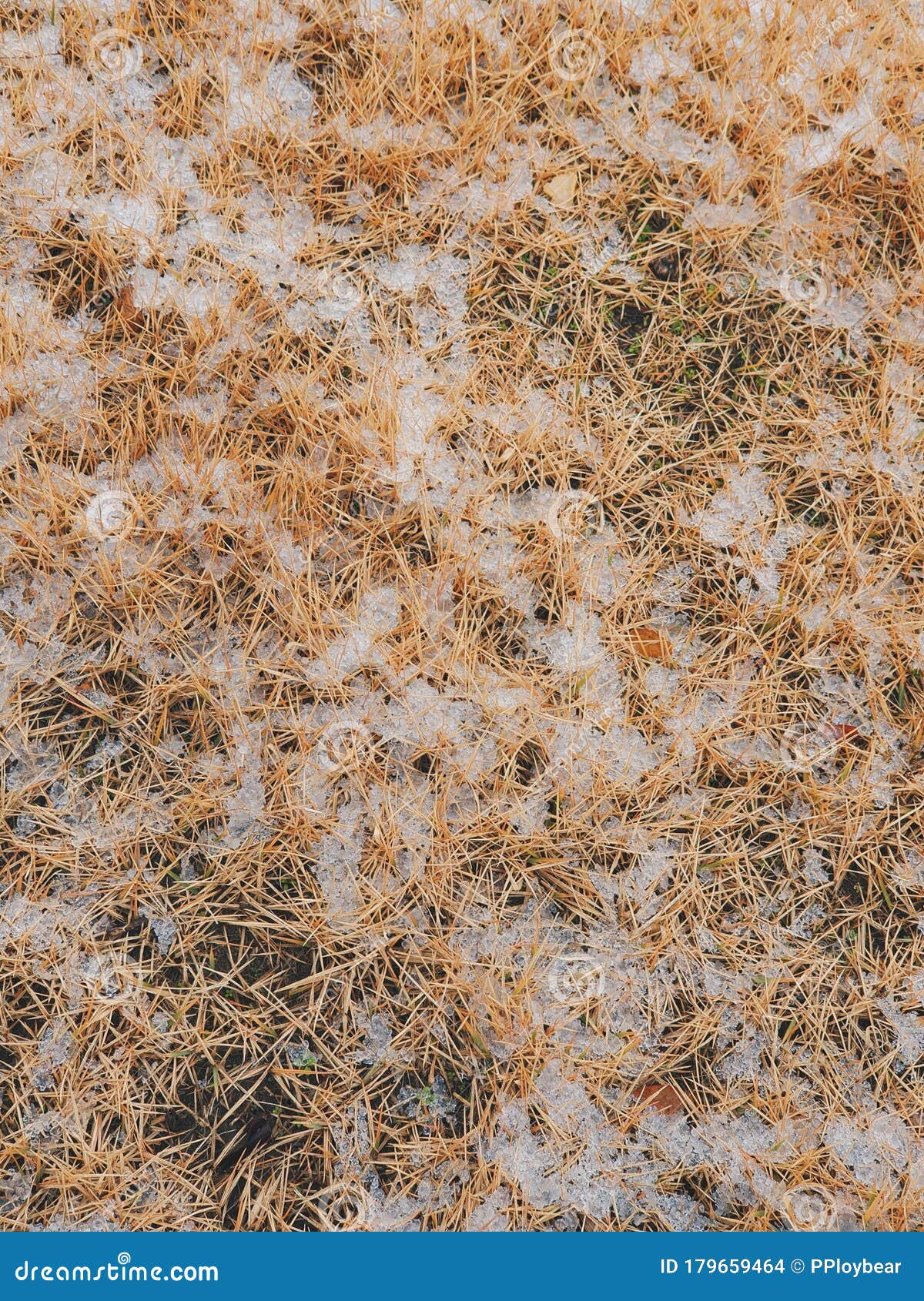 Ice on grass stock photo. Image of flooring, soil, floor - 179659464