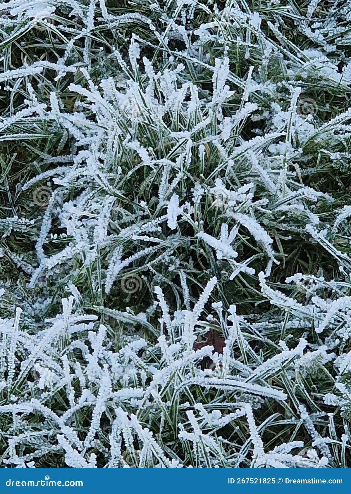 Ice on the Grass stock image. Image of snow, nature - 267521825