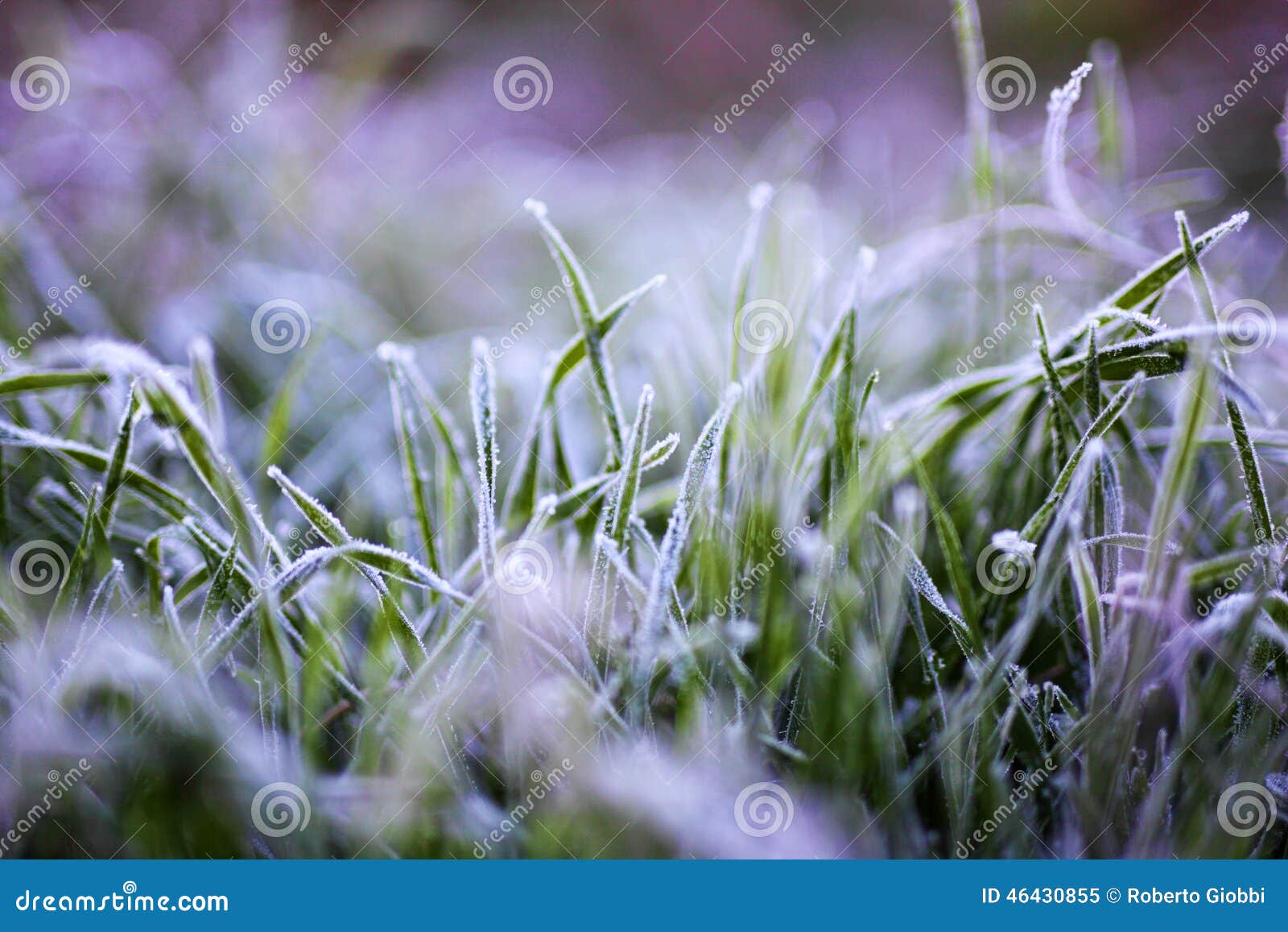 Ice and grass stock image. Image of focus, grass, blur - 46430855
