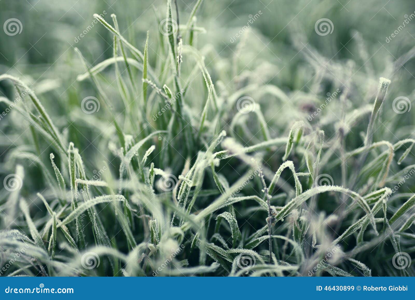 Ice and grass stock image. Image of blur, plant, crop - 46430899