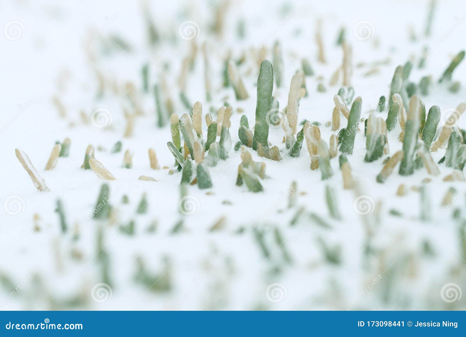 Ice grass in winter stock image. Image of isolated, cold - 173098441
