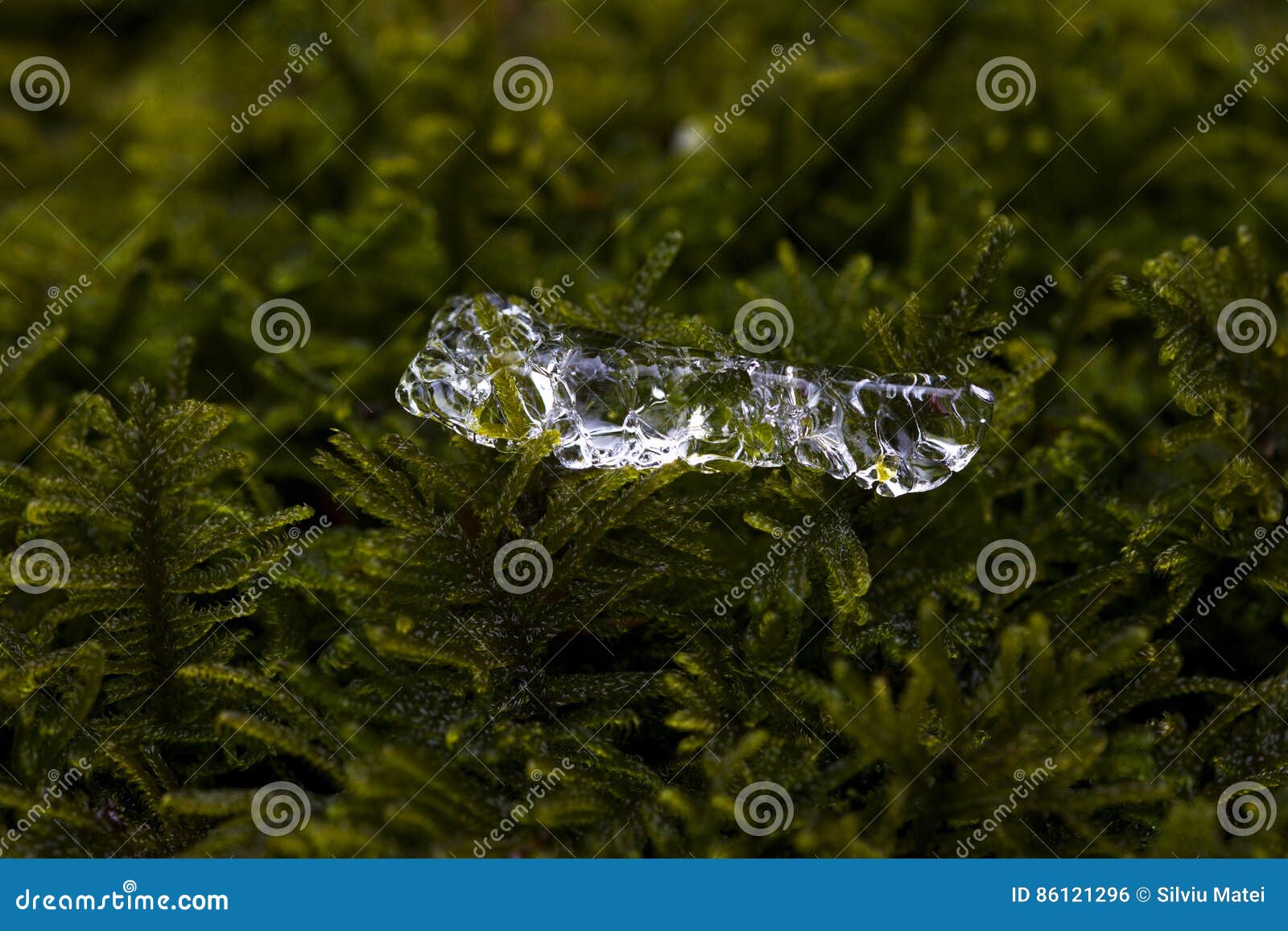 Ice on green moss stock photo. Image of mountains, green - 86121296