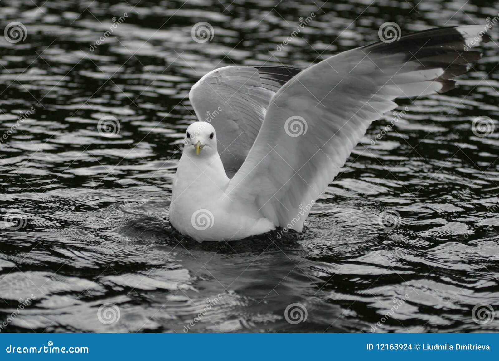 Ice gull fluttering stock photo. Image of look, flutter - 12163924