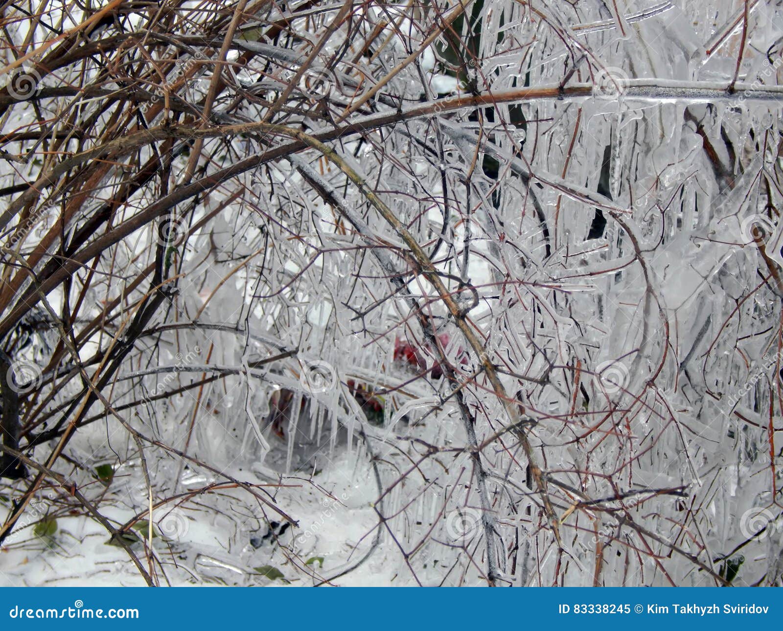 Ice Hanging on the Branches of Trees Stock Image - Image of christmas ...