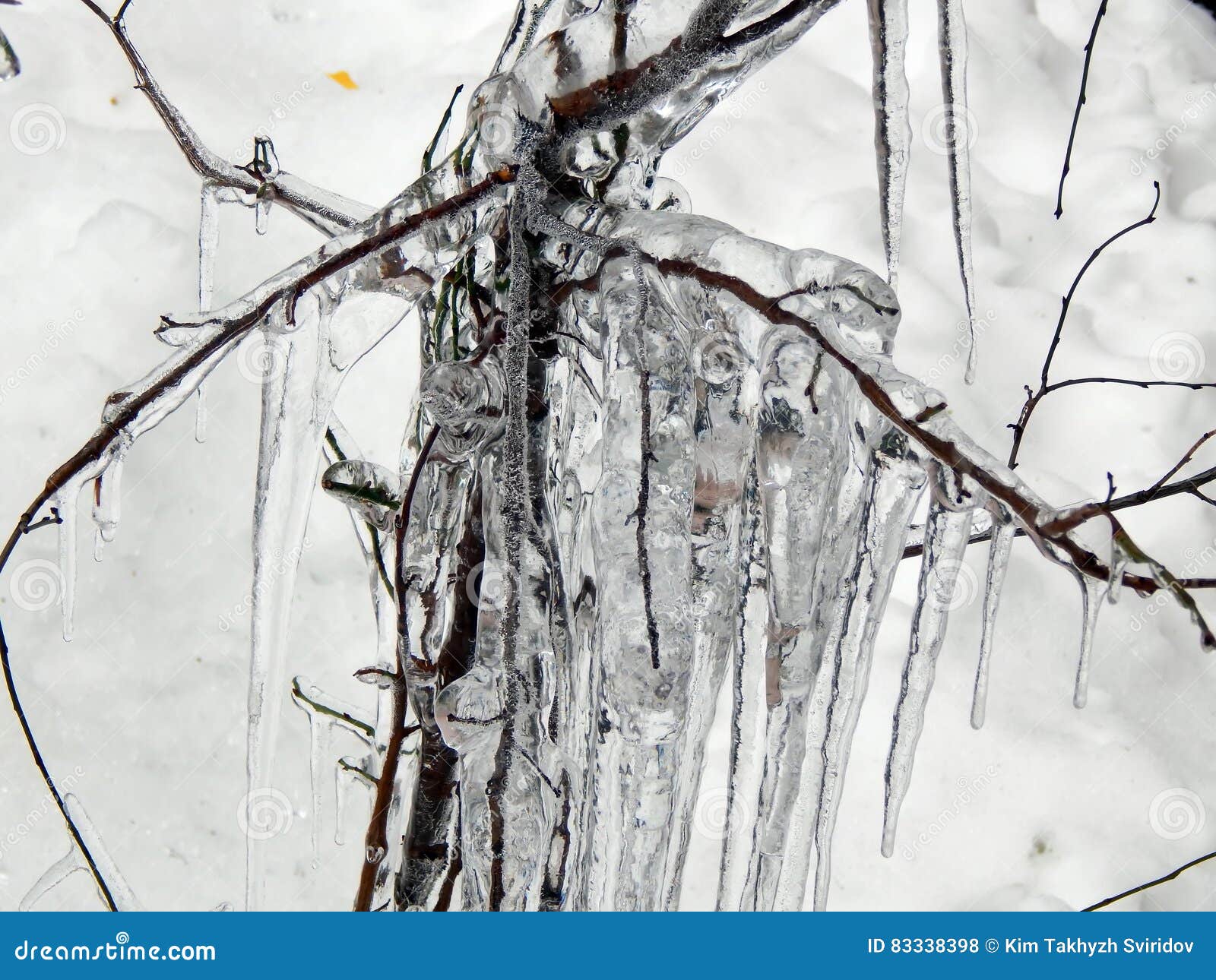 Ice Hanging on the Branches of Trees Stock Photo - Image of closeup ...
