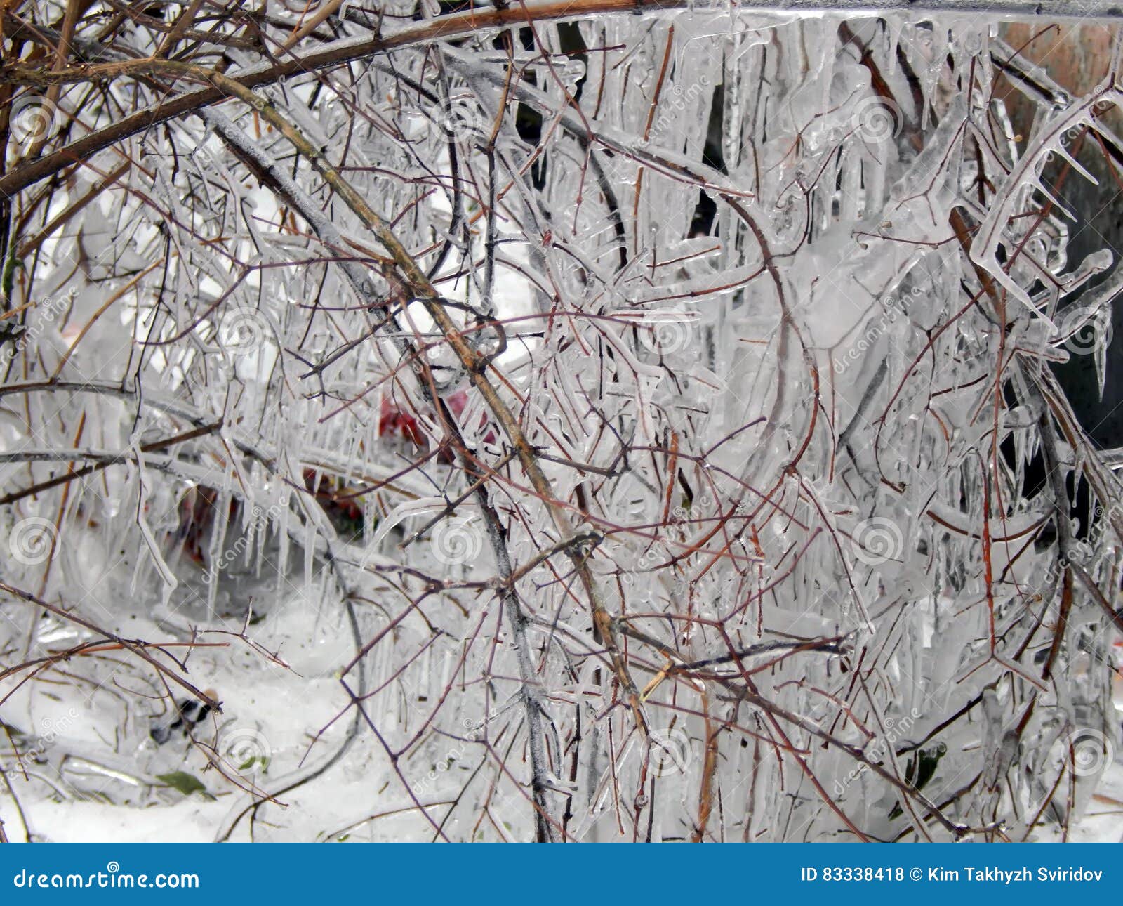 Ice Hanging on the Branches of Trees Stock Photo - Image of hanging ...
