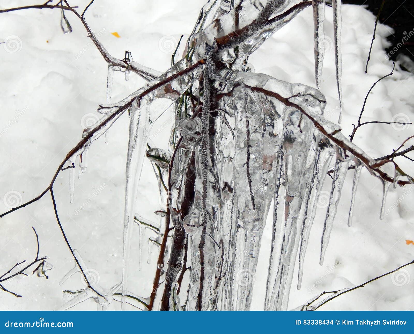 Ice Hanging on the Branches of Trees Stock Photo - Image of canal ...
