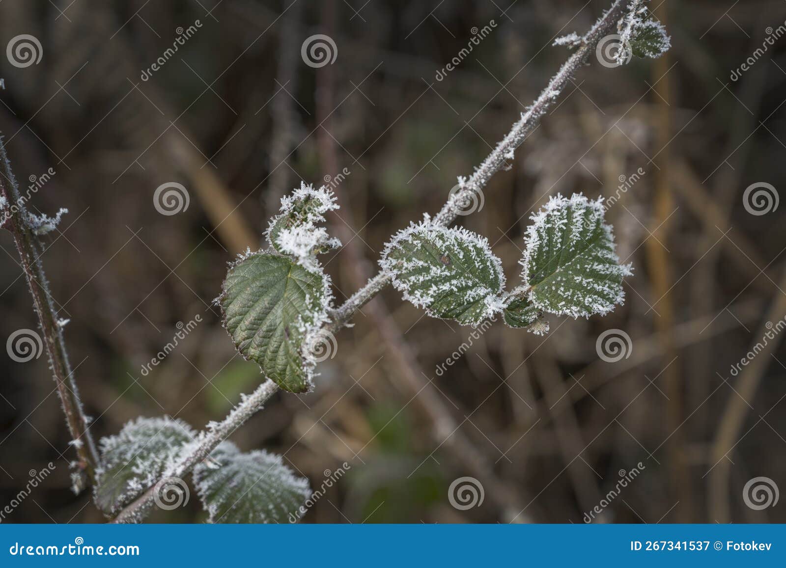 Ice on hardy winter plants stock image. Image of environment - 267341537