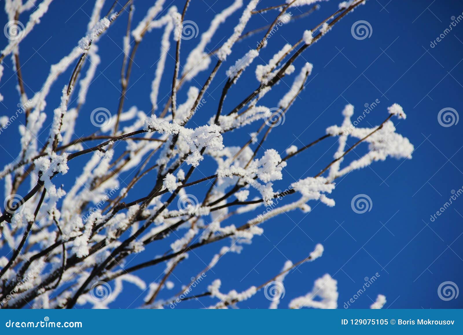 Ice Hoarfrost Tree Branches Against Blue Sky Stock Image - Image of ...