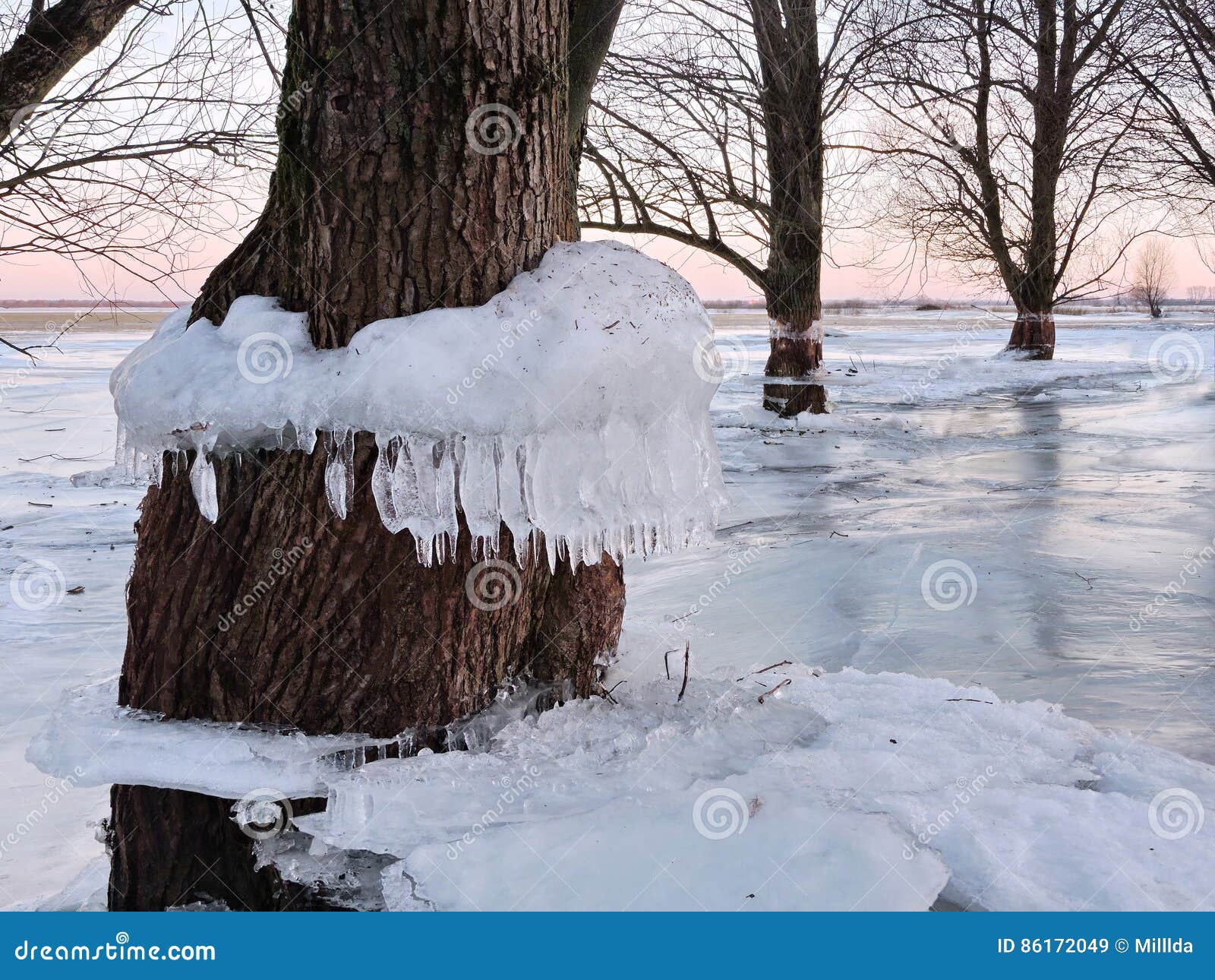 Ice icicles on tree trunk stock image. Image of natural - 86172049
