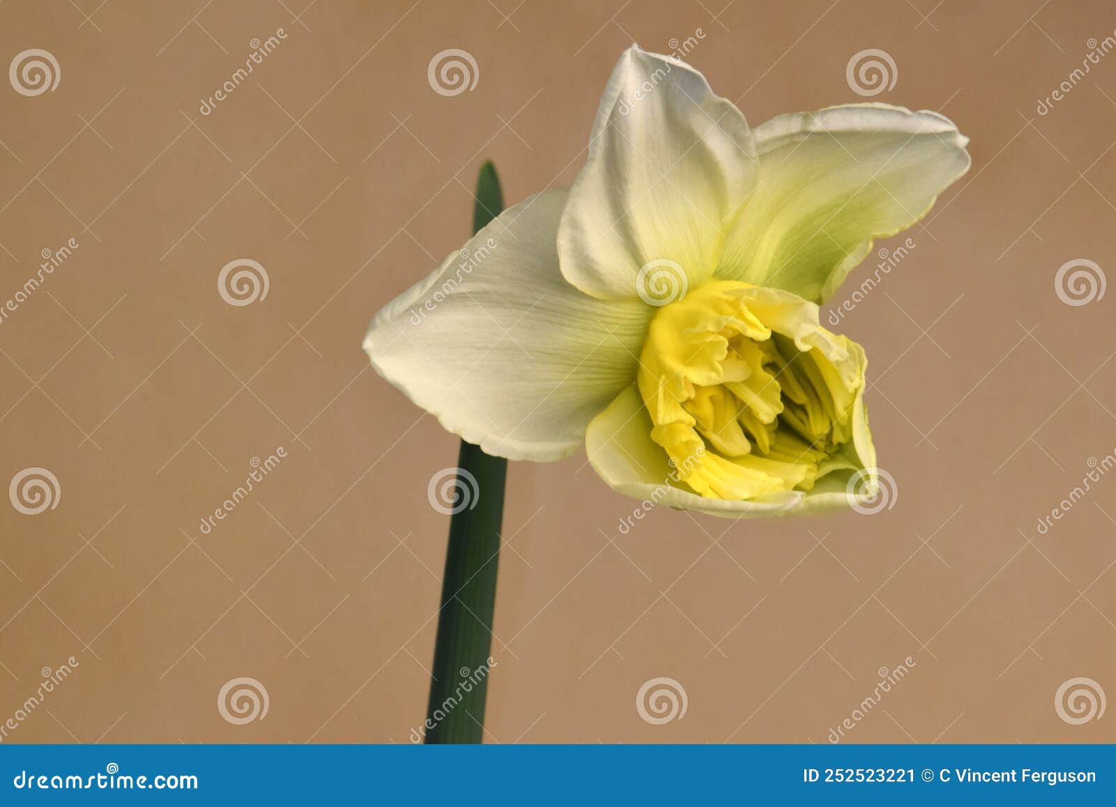 Ice King Daffodil Three Petals Stock Image - Image of nature, narcissus ...