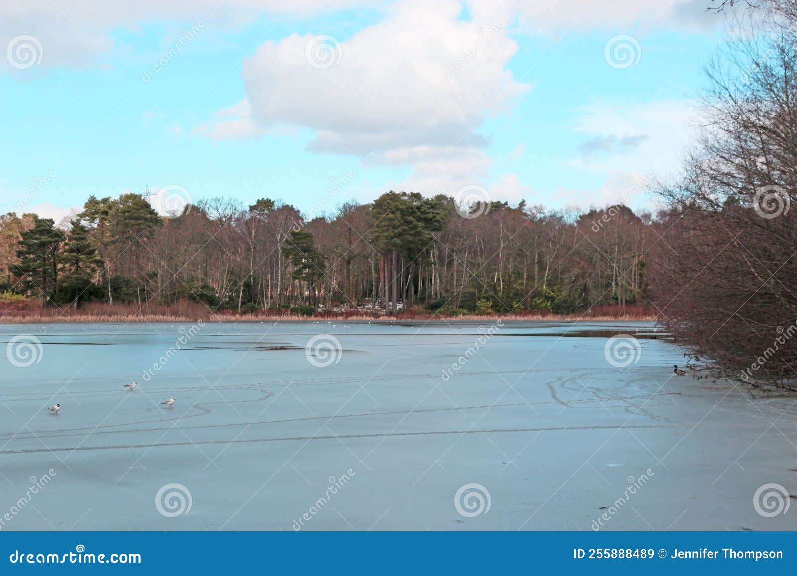 Ice on the Lake at Stover, Devon Stock Image - Image of winter, tree ...