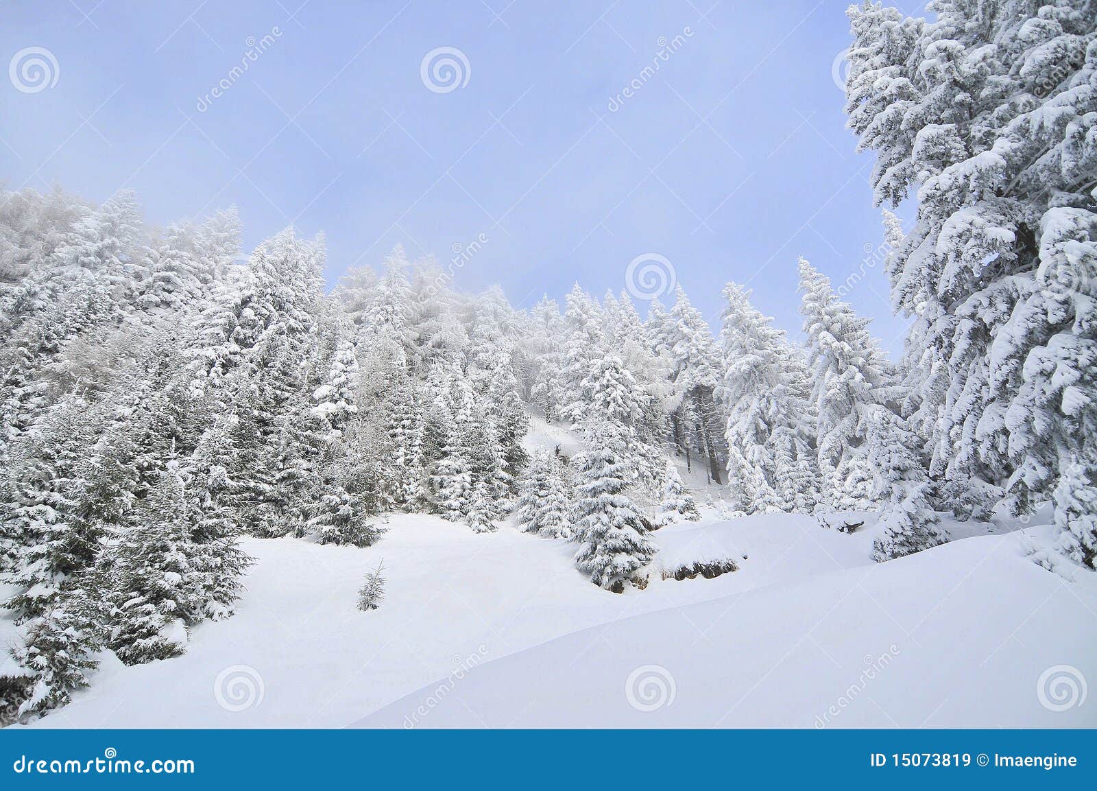 Ice Land (winter Forest Covered in Snow) Stock Image - Image of ...