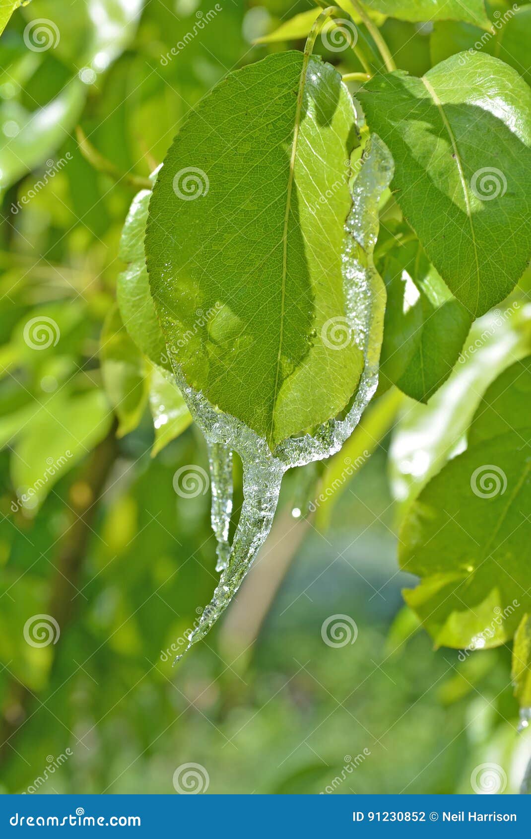 Ice on a leaf stock photo. Image of water, tree, freezing - 91230852