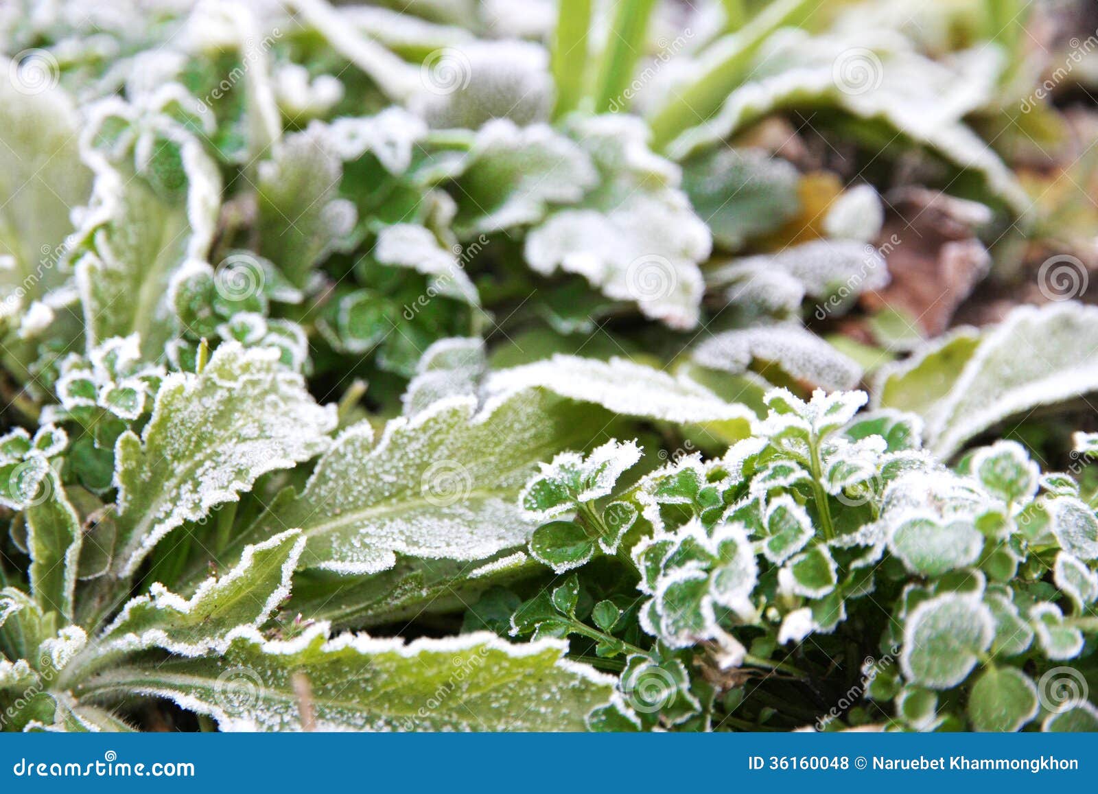 Ice on leaf stock photo. Image of nature, rural, chill - 36160048