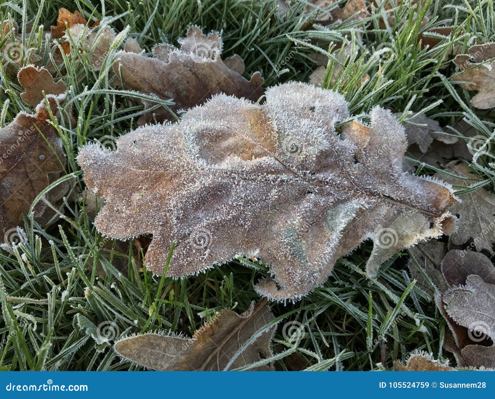 Ice Leaf stock image. Image of laying, winter, grass - 105524759
