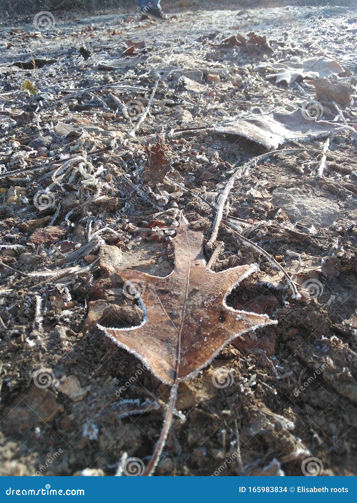 Ice leaves stock photo. Image of leaves, frost, autumn - 165983834