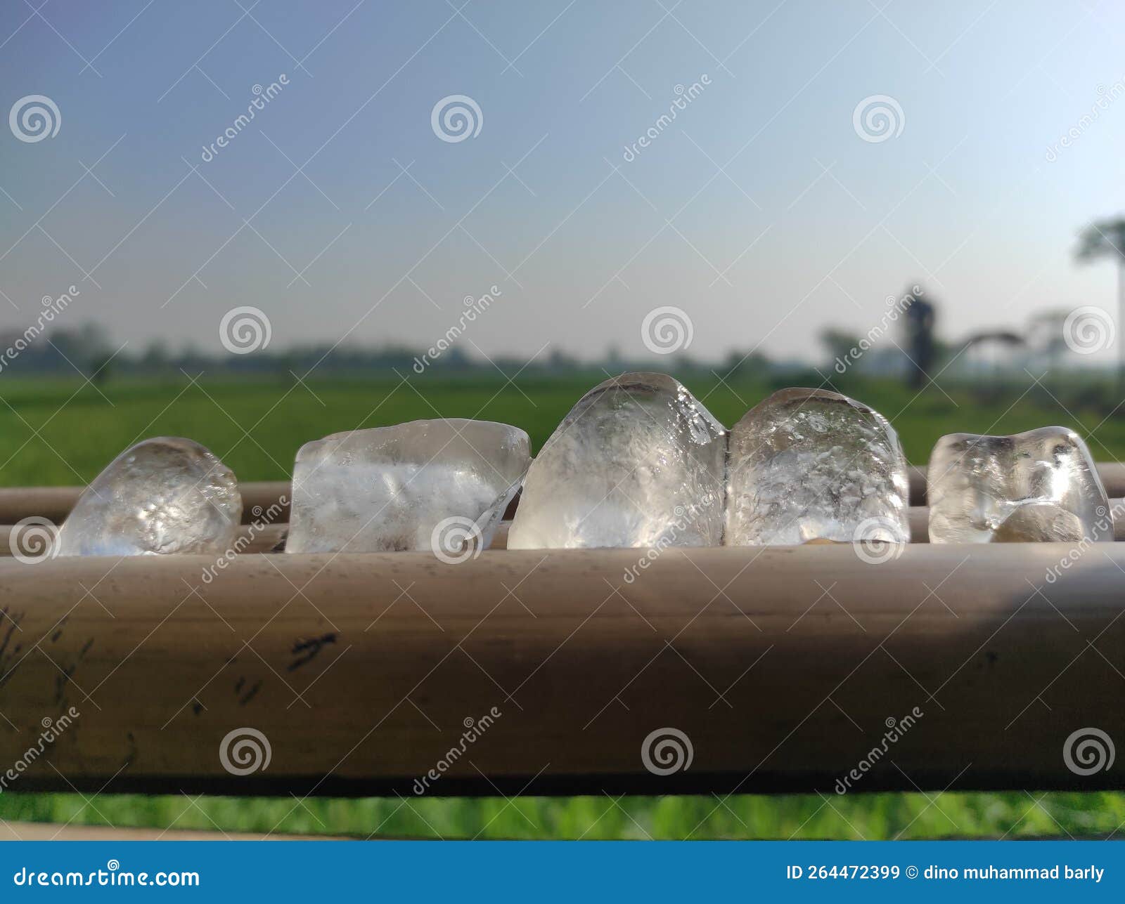 Ice Melts in the Heat of the Sun in the Rice Fields Stock Image - Image ...
