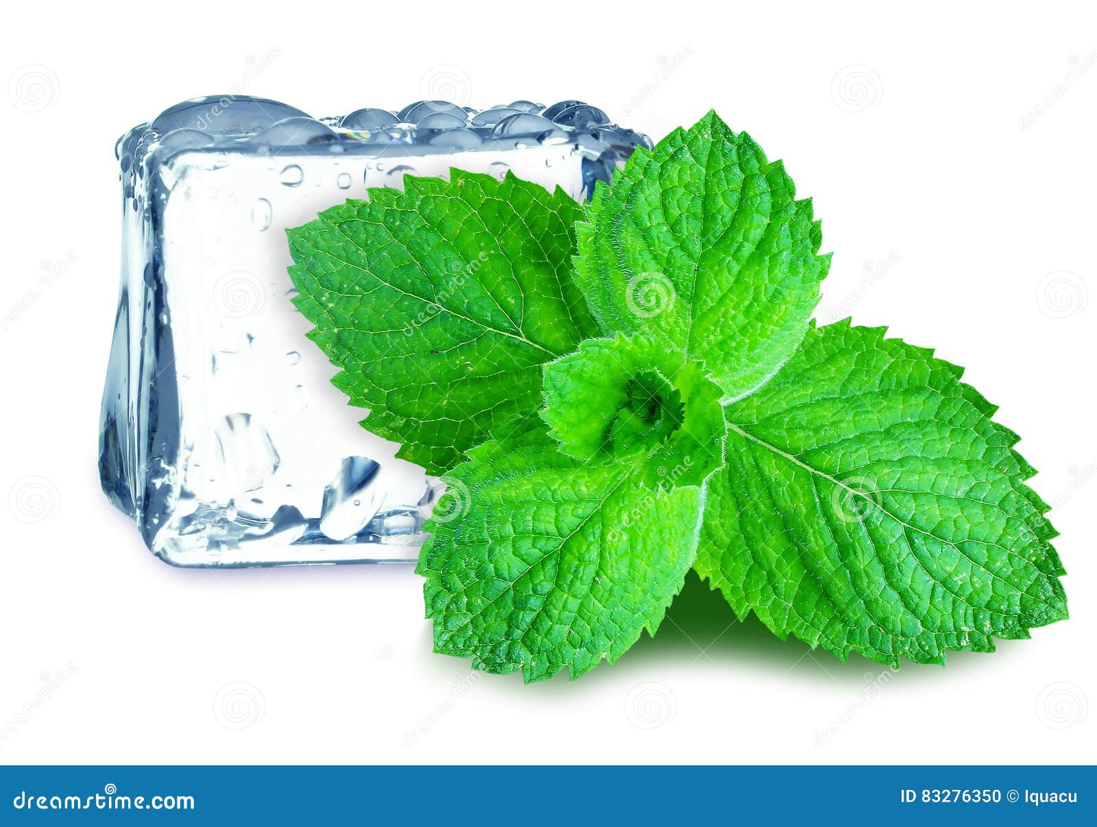 Ice and mint stock photo. Image of green, cold, cool - 83276350