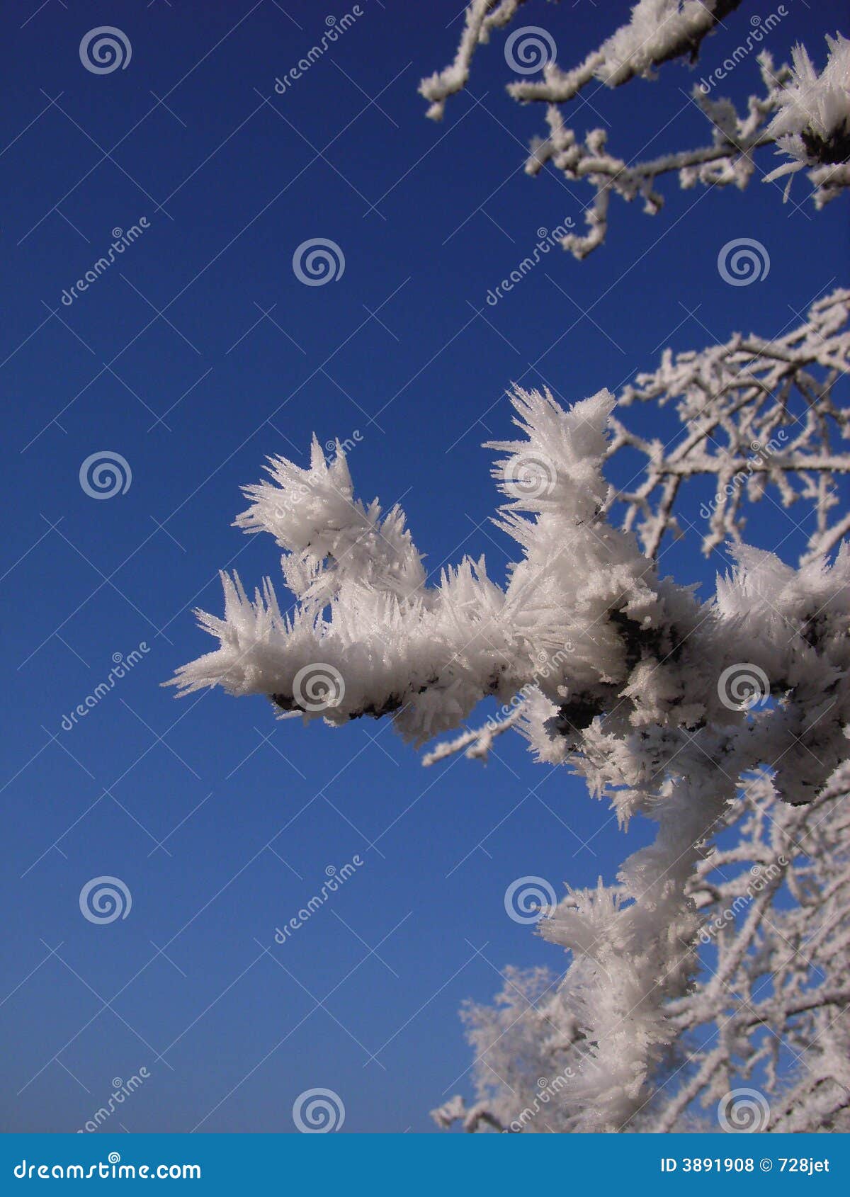 Ice needles stock photo. Image of covered, frosty, drop - 3891908