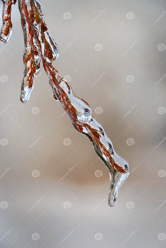Ice pattern on branch stock photo. Image of sparkling - 3035776