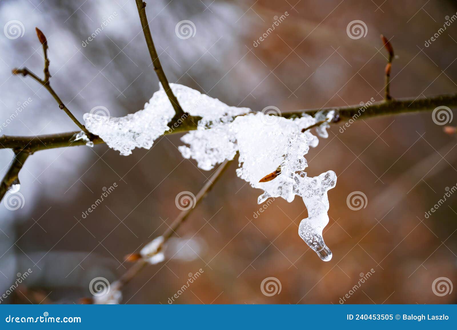 Ice Pattern, Melted Snow on a Branch, Dripping Ice Stock Image - Image ...