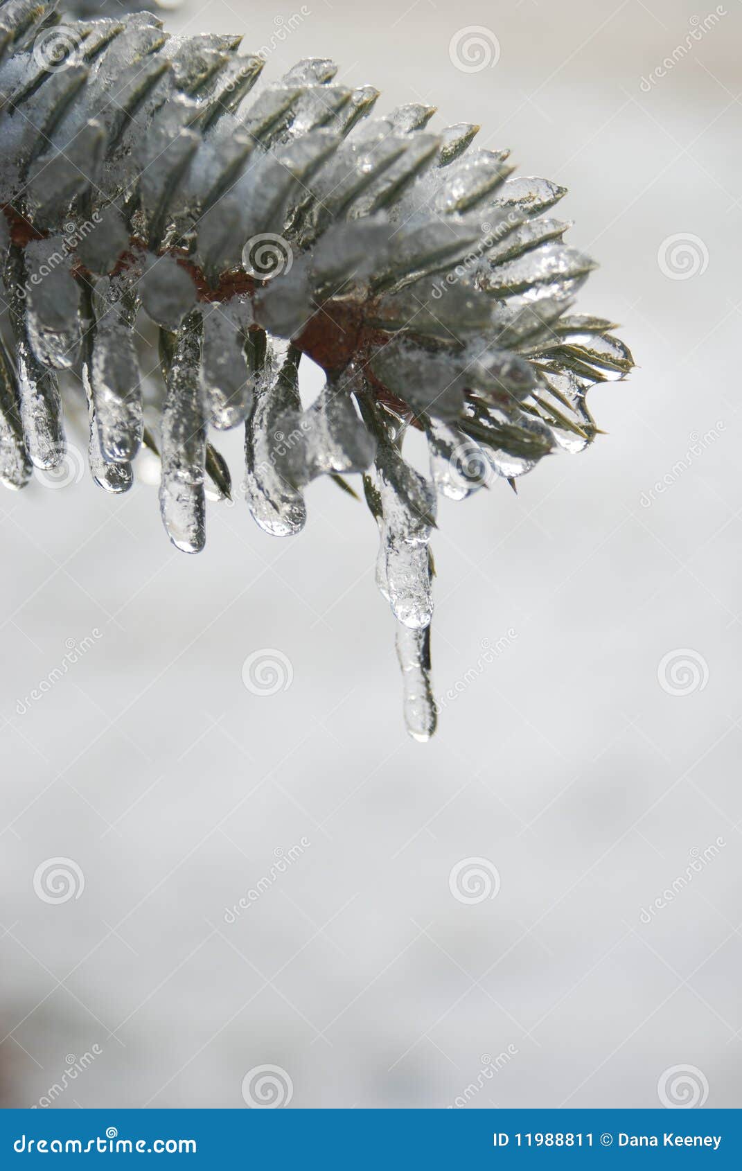 Ice on Pine stock image. Image of iced, beauty, melting - 11988811