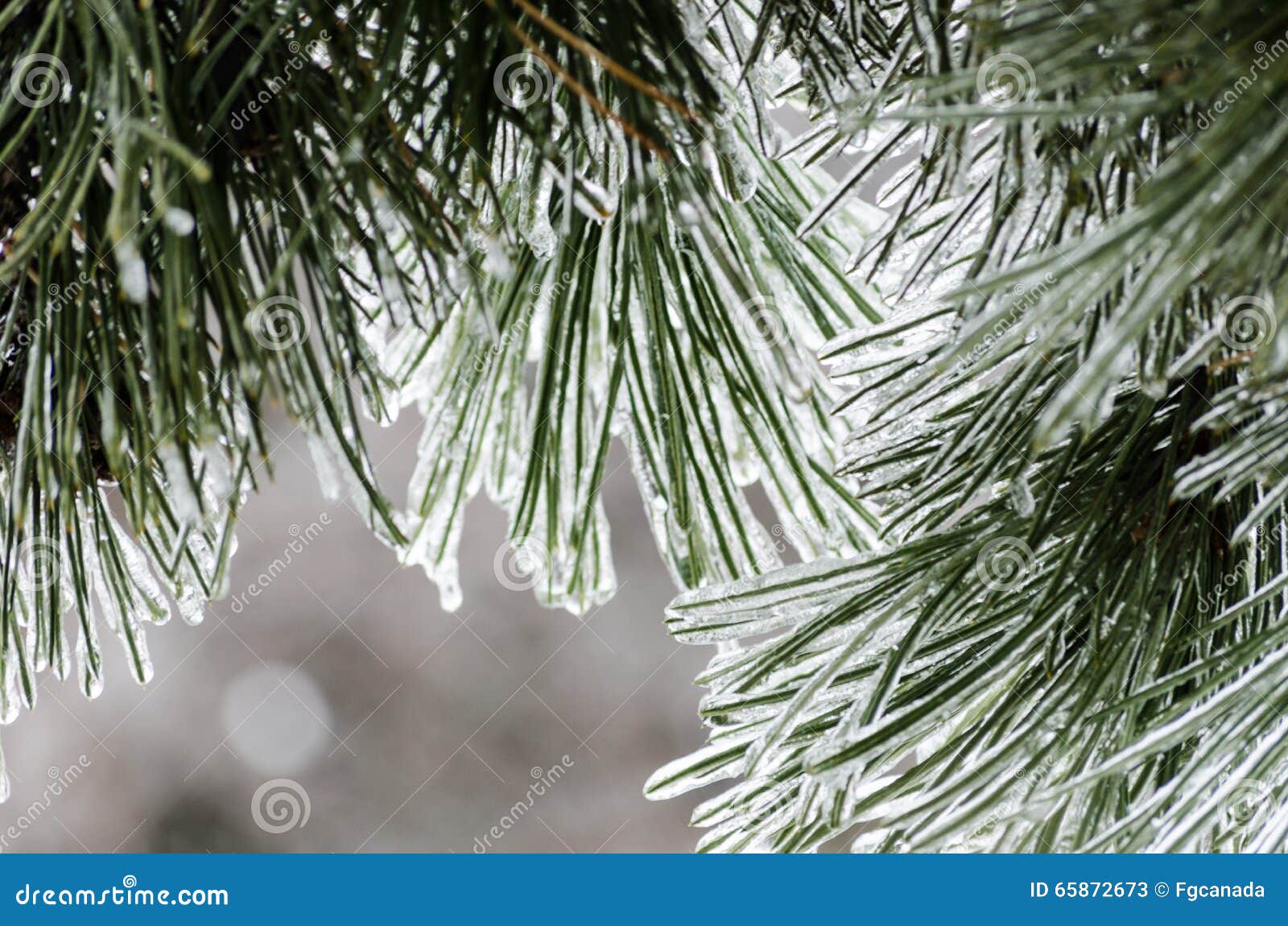 Ice pine in backlight. stock image. Image of white, frost - 65872673