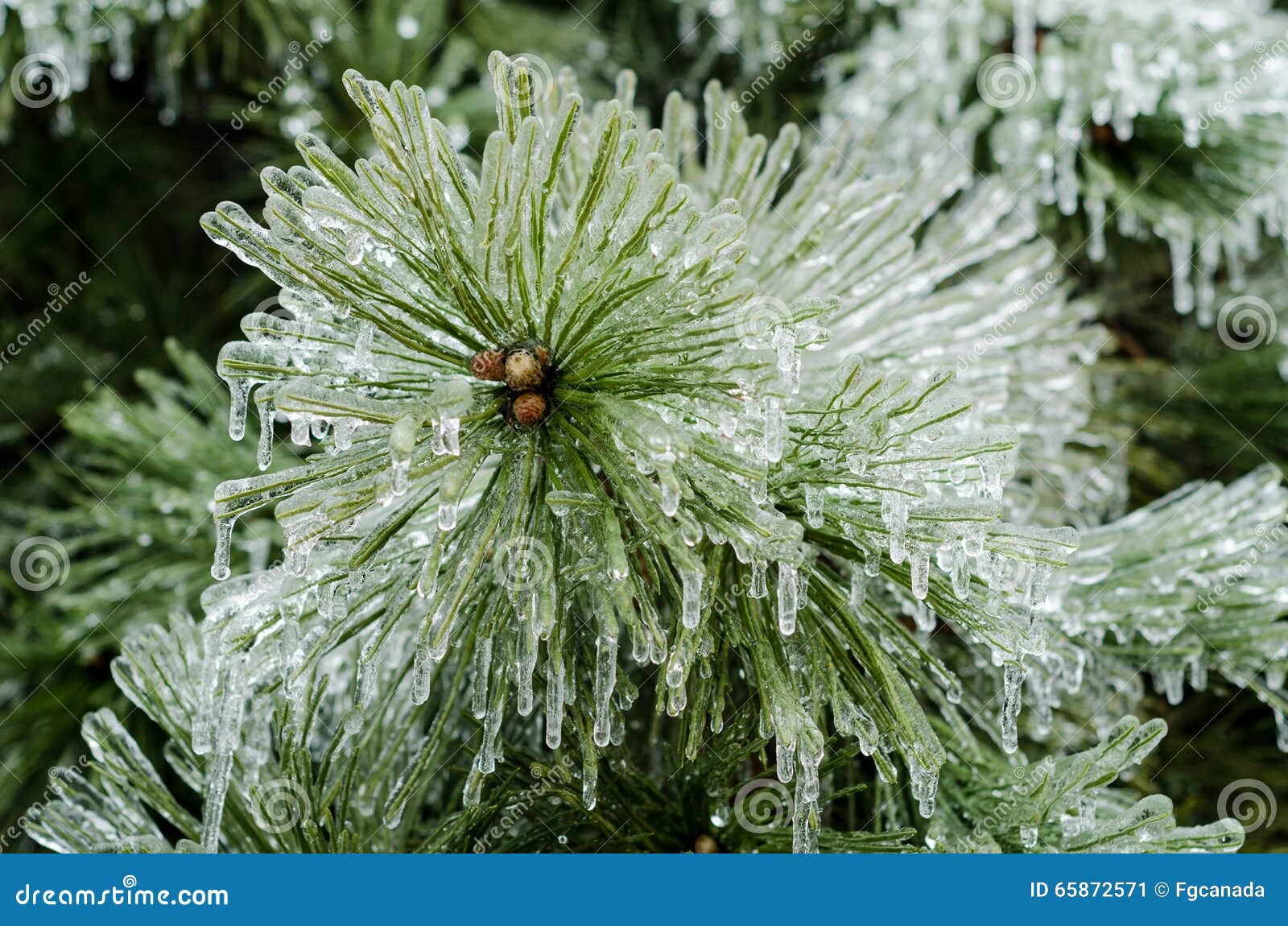 Ice pine. stock image. Image of nature, needle, evergreen - 65872571