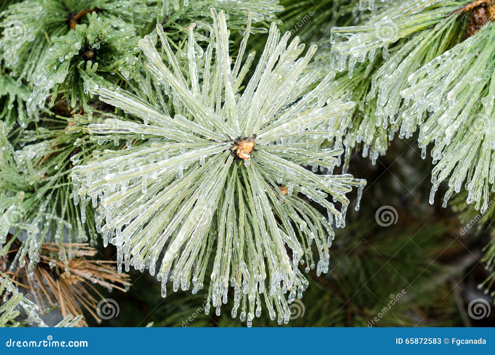 Ice pine. stock image. Image of icicle, spruce, pine - 65872583