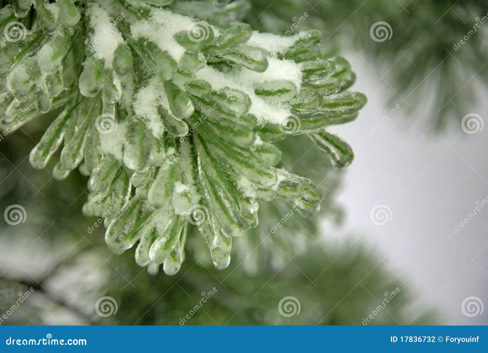 Ice on pine tree stock photo. Image of frozen, tree, cold - 17836732