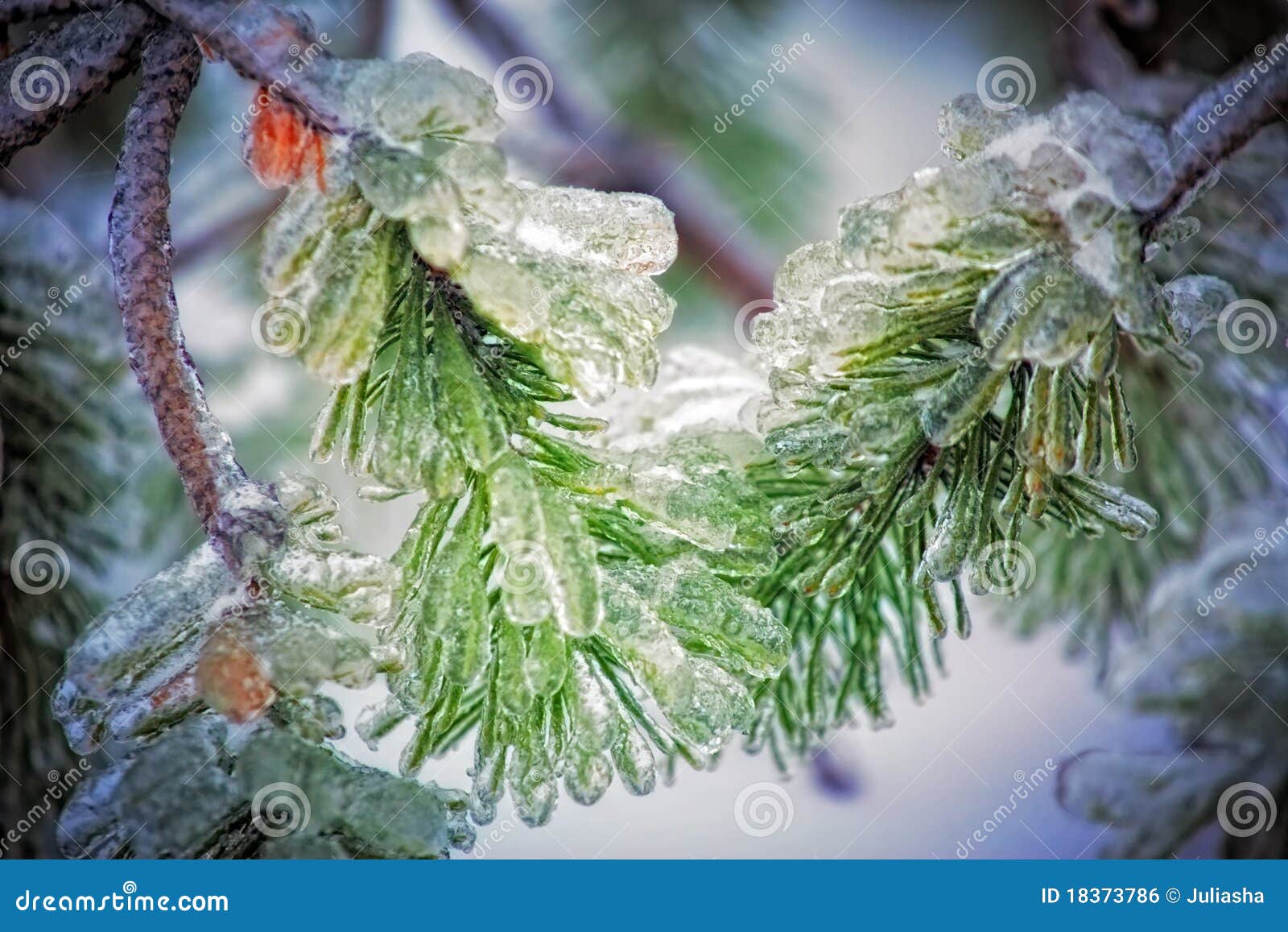 Ice pine tree stock photo. Image of closeup, green, tree - 18373786