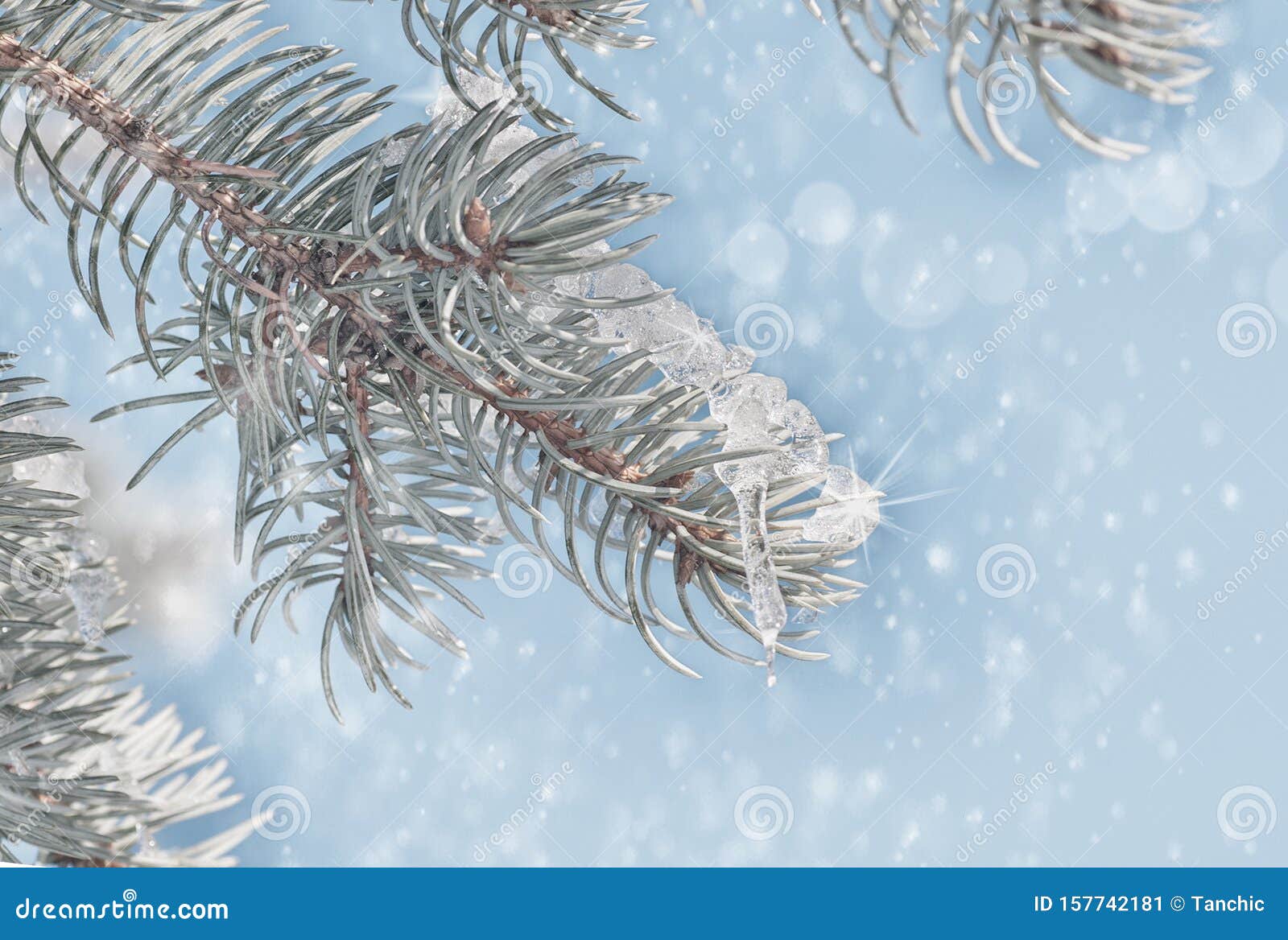 Ice on a Pine Tree Branch in Nature Stock Image - Image of background ...