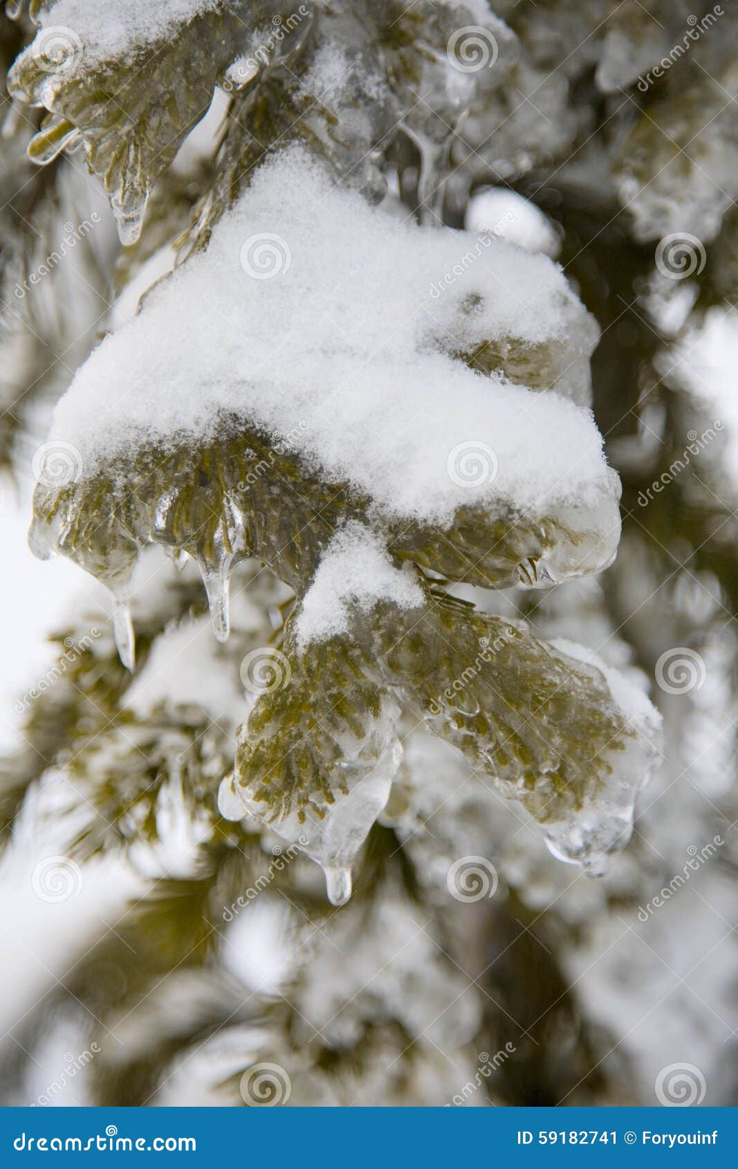 Ice on pine tree stock image. Image of tree, pattern - 59182741