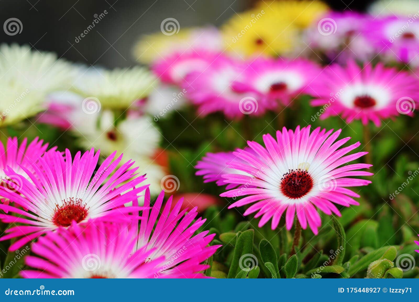 Ice Plant. Blooming Livingstone Daisies Stock Image - Image of flowers ...