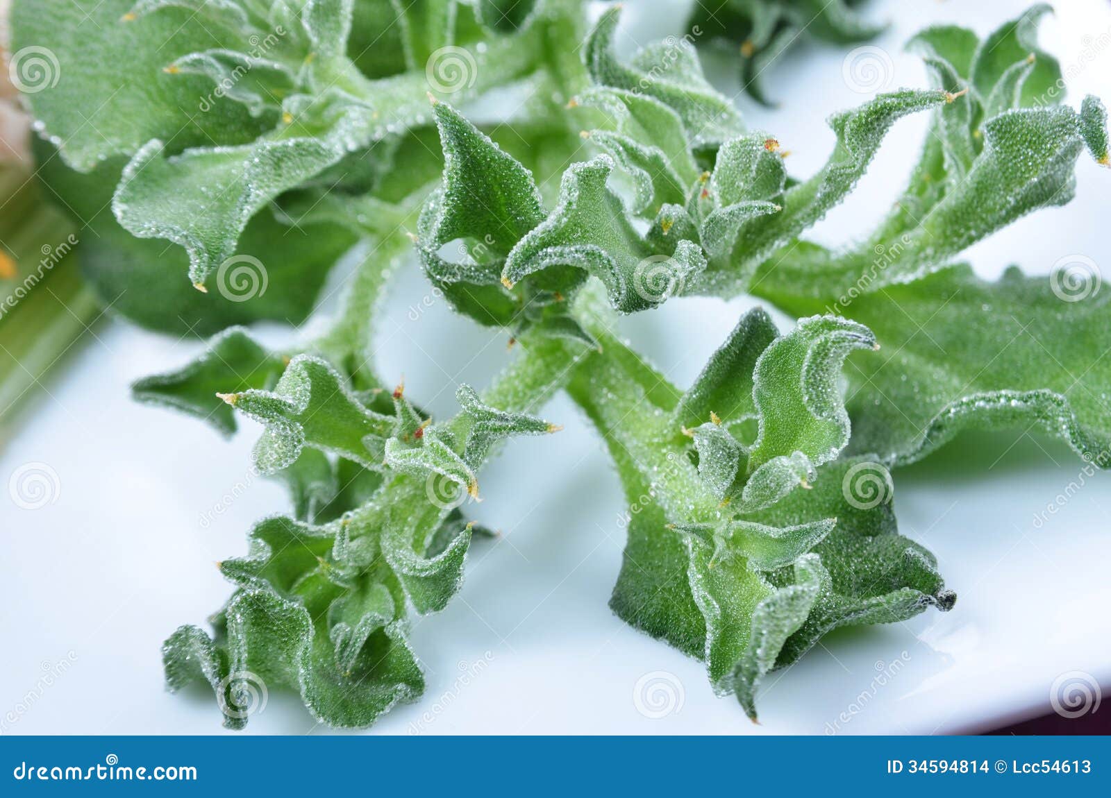 Ice Plant stock photo. Image of food, white, salad, fresh - 34594814