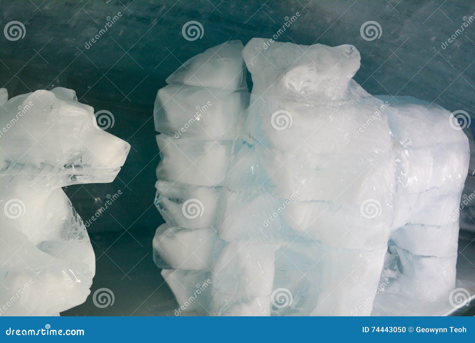 Ice polar bears stock photo. Image of express, door, entrance - 74443050