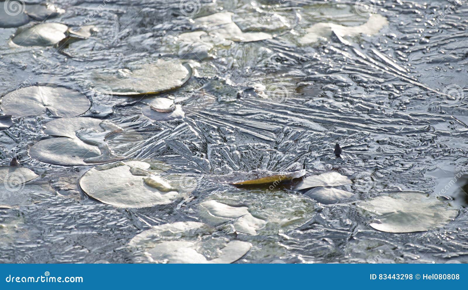 Ice on pond stock photo. Image of pattern, freeze, waterlilies - 83443298