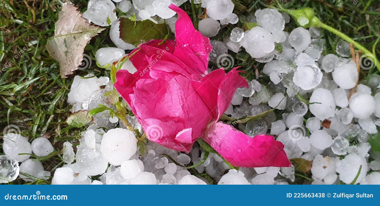 Ice Red Rose stock photo. Image of pink, lilac, plant - 225663438